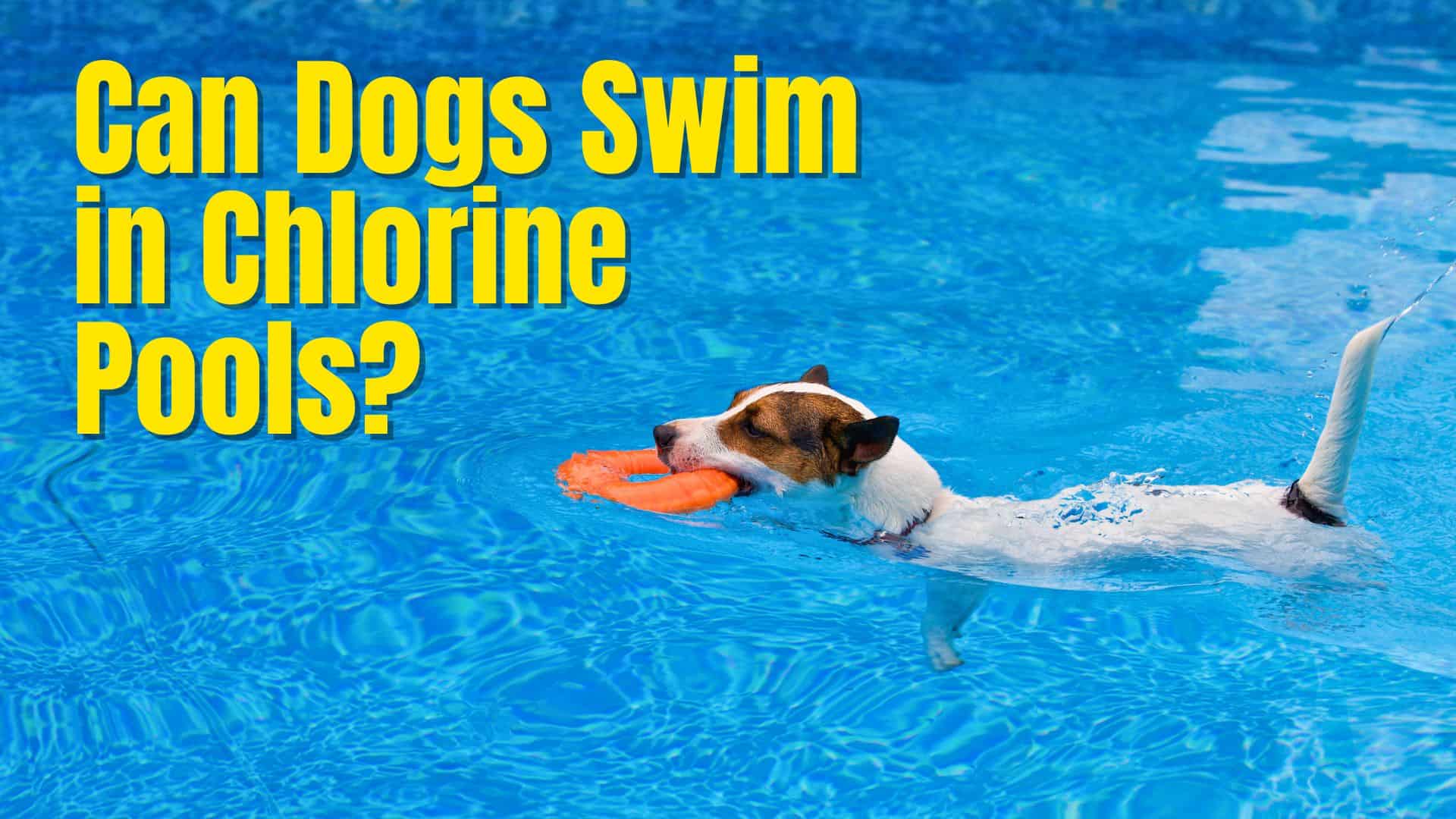 Can Dogs Swim In Chlorine Pools? Safety Tips For Your Furry Friend