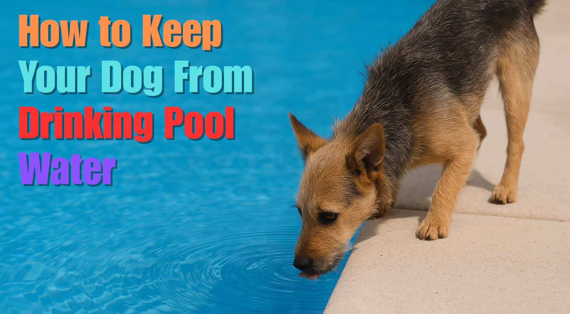 How To Keep Your Dog From Drinking Pool Water (Why It Matters)